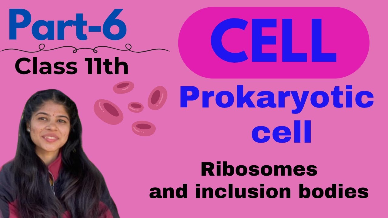 Cell-unit of life-prokaryotic cell- ribosomes and inclusion bodies ...