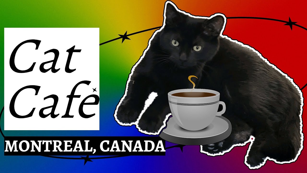 Cat Chato Review 🐾 | Must-Visit Cat Café in Montreal, Canada | Cats ...