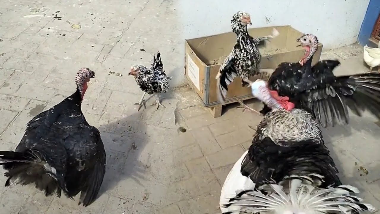 Turkey Bird Or Cheeni Murgi Apas My Lar Pary 🥷 - YouTube