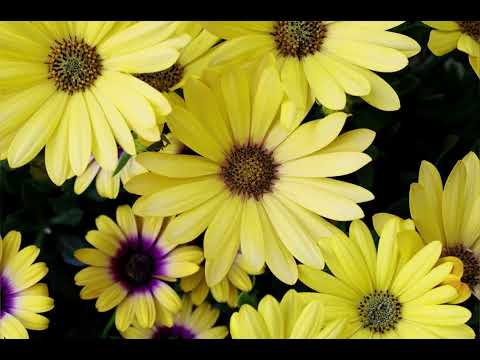 Rukye İçin Kime Gidilir, Kime Gidilmez?