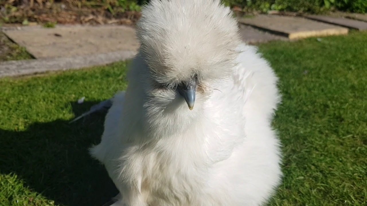 Star Wars Chicken - YouTube