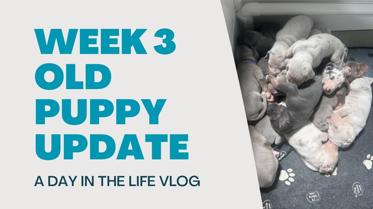 3 WEEK OLD PUPPY UPDATE! 🐶🐶 | BREEDER DAY IN THE LIFE VLOG - YouTube