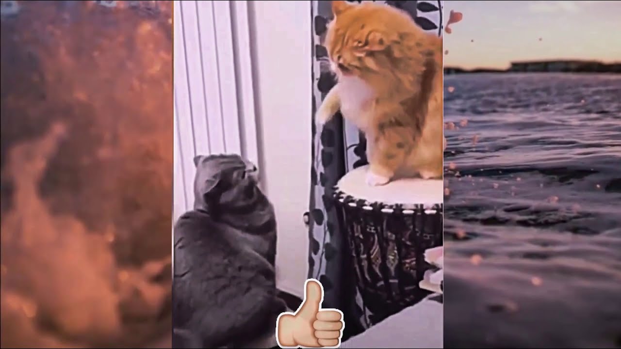 Funny Cutes cats 💖have fun 💞with each other💐 - YouTube