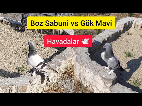 YENİ BAŞLAYAN BOZ VE GÖK MAVİNİN SON DURUMU - Taklacı güvercin Oyunkuşu