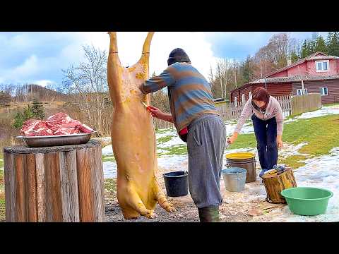 Harvesting a 180 Kg Pig the Traditional Village Way. Cozy Village Life in the Mountains