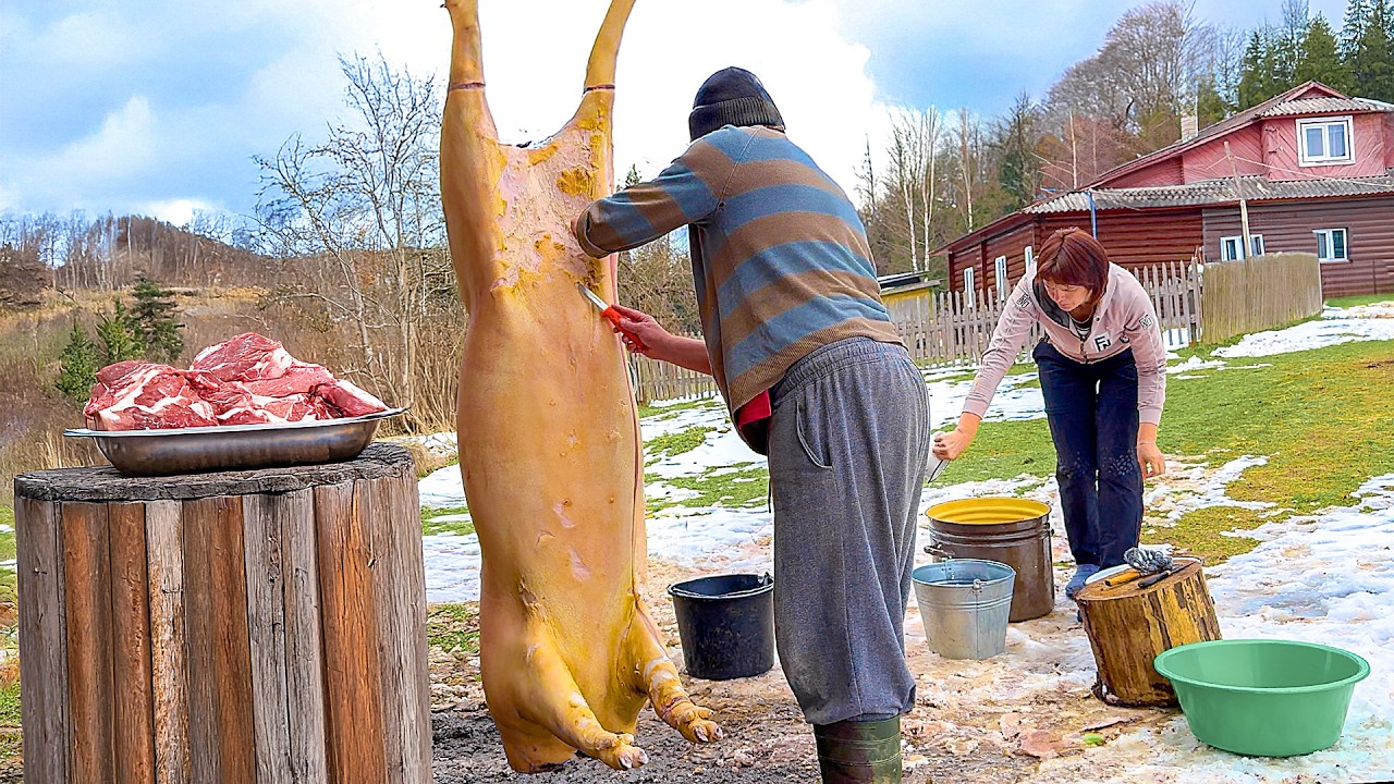 Harvesting a 180 Kg Pig the Traditional Village Way. Cozy Village Life ...