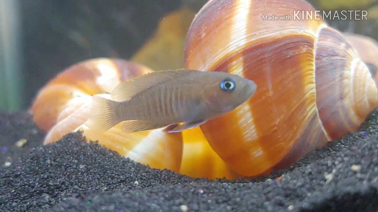 Lake Tanganyika CICHLIDS - YouTube