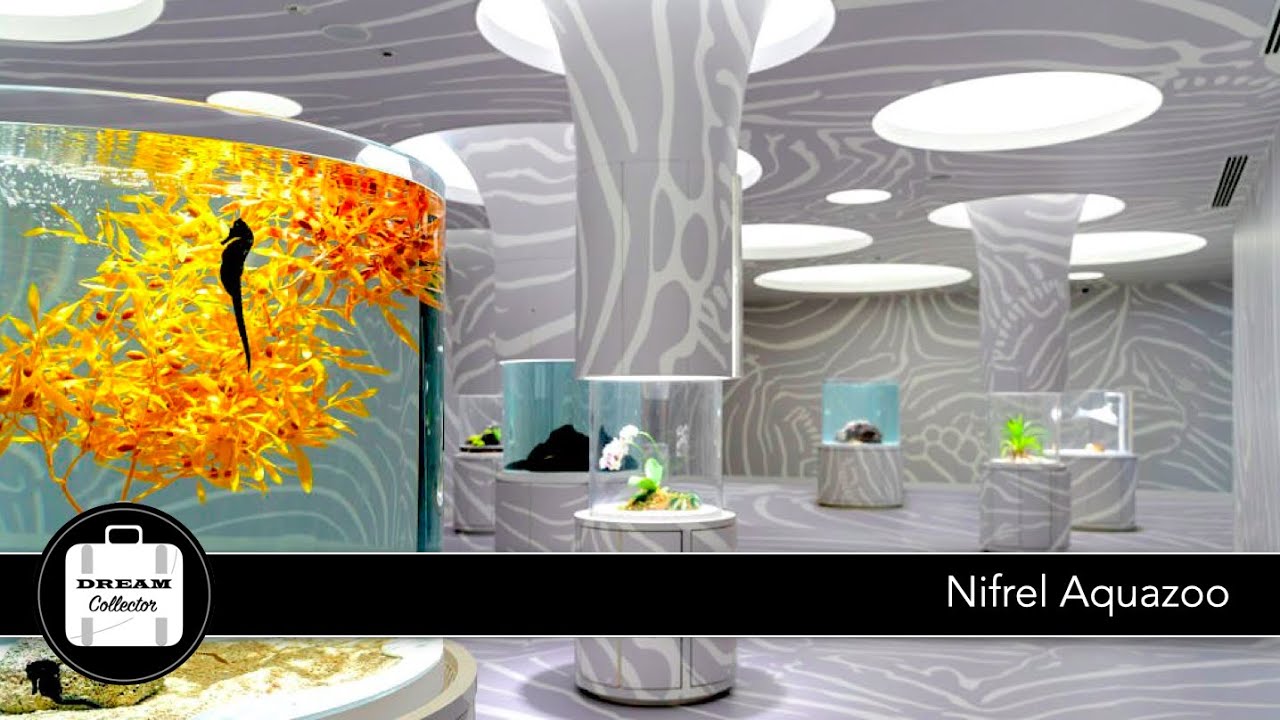 Nifrel Aquazoo | Dream Journey - YouTube