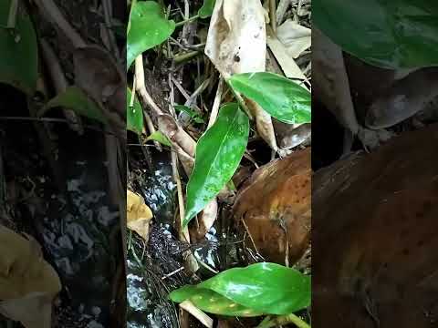 Tabagwang part 2 - YouTube