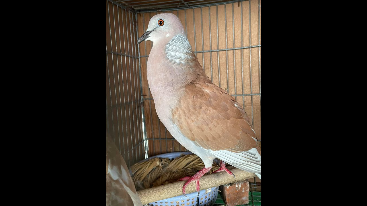 F1 Fancy Spotted dove-Ringneck Dove Hybrid Male Courting Call and ...
