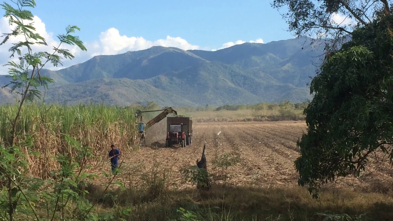 Sugar harvest in Cuba - YouTube