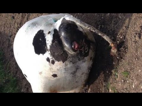 Malignant Oedema disease cattle/A cow affected with the disease ...