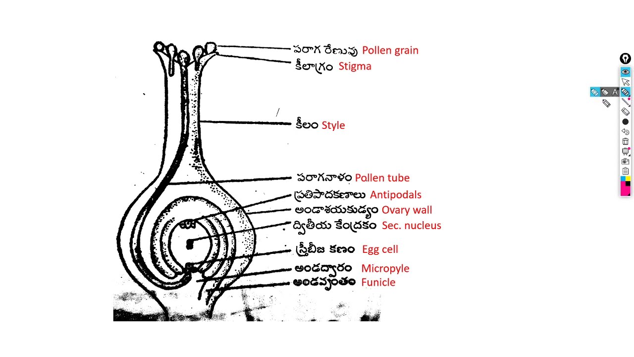 Pollination & Pollen Pistil Interaction - YouTube