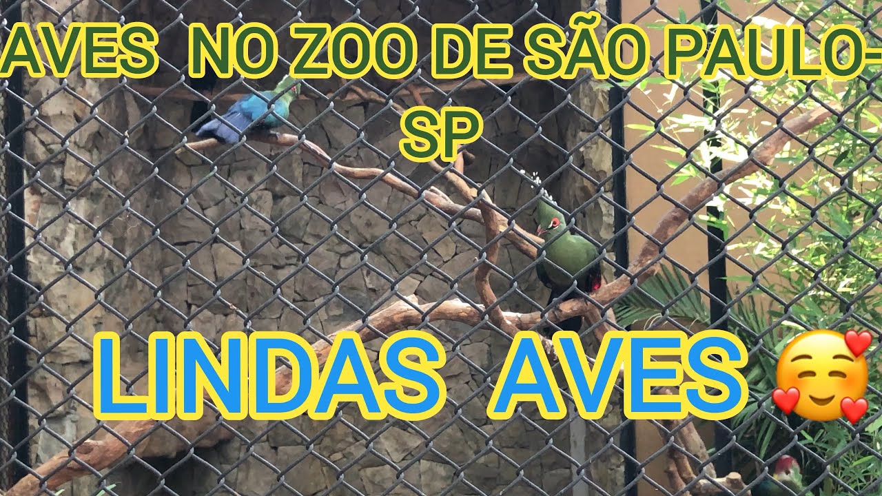 AVES NO ZOO DE SÃO PAULO-SP - YouTube