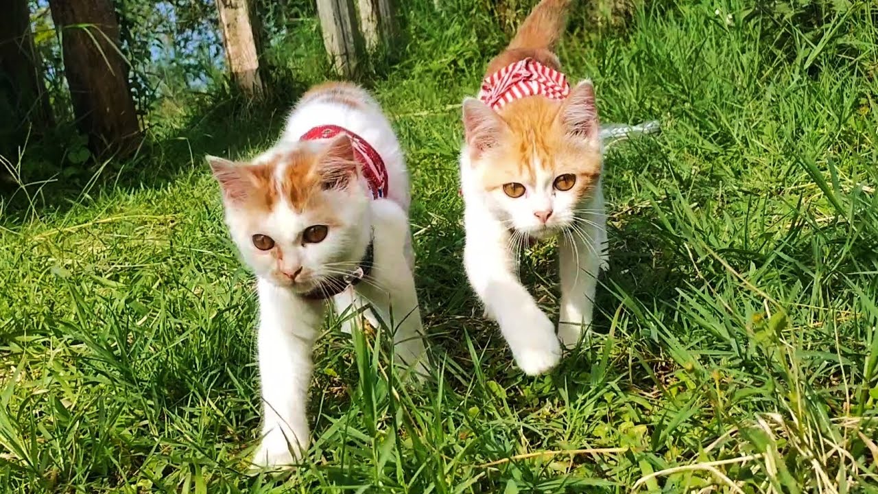 CUTE kitten cats - funny moments cats - Suara Binatang 416 - YouTube