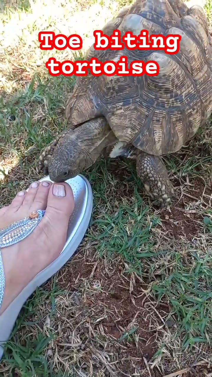 Toe biting tortoise - YouTube