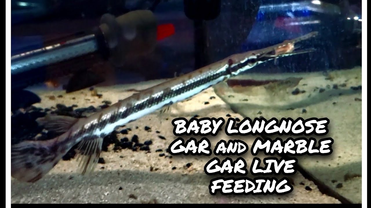 LIVE FISH FEEDING!!! BABY LONGNOSE GAR and MARBLE GAR - YouTube