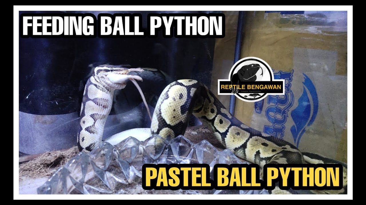 Feeding Pastel Ball Python - Makan Mencit Afkir - YouTube