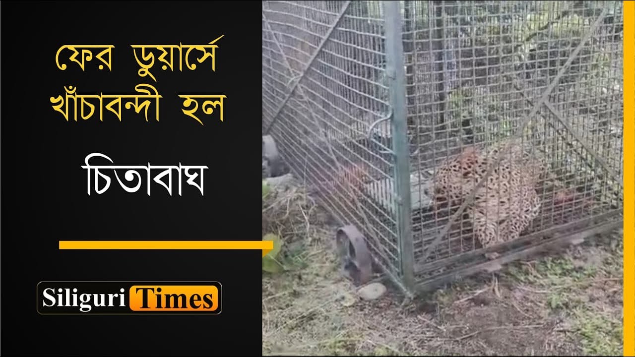 Full-grown leopard captured from a tea estate in Dooars (Bangla) - YouTube