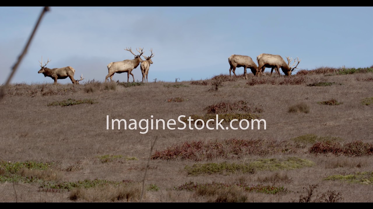 Tule Elk Bulls -- Point Reyes National Seashore -- Drakes Beach Herd ...