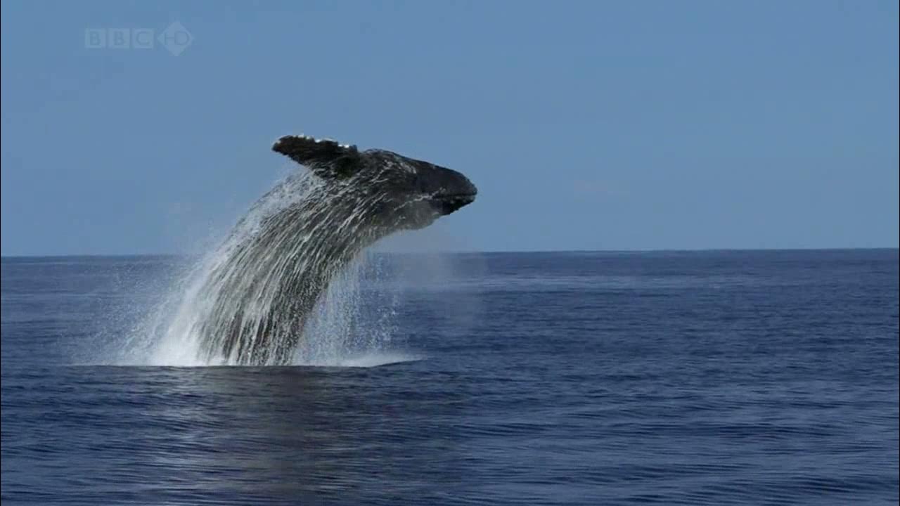 Nature's Great Events Episode 6 The Great Feast - YouTube