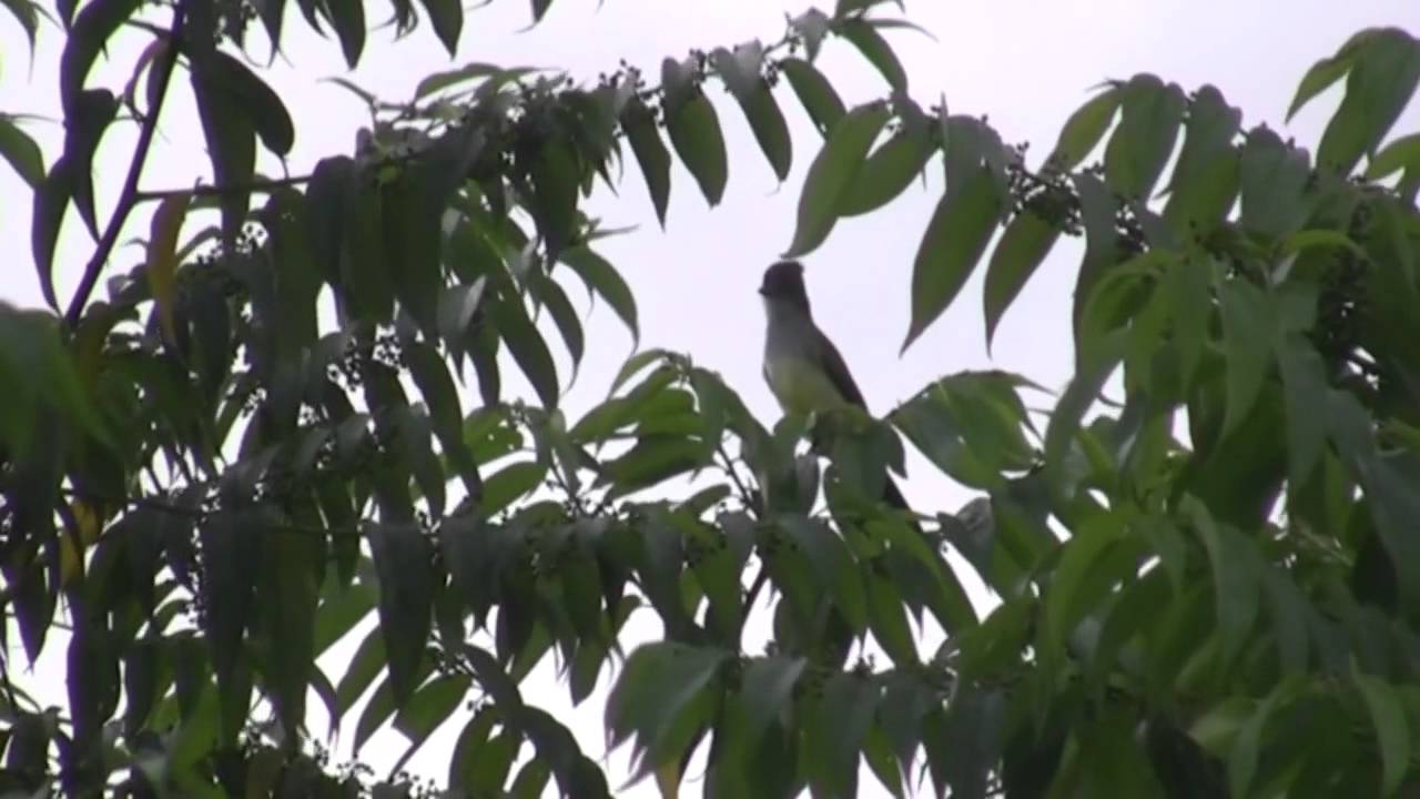 Short-crested Flycatcher (Myiarchus ferox) - YouTube