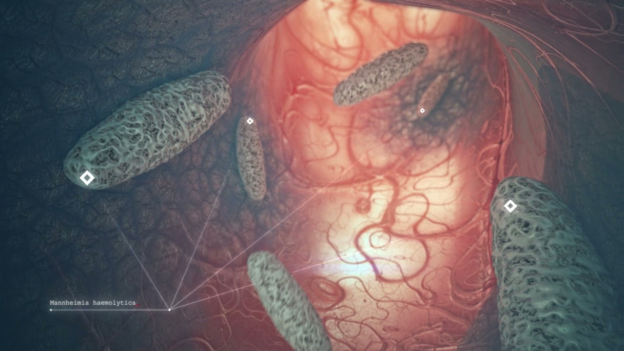 3D Animation of bacteria for medicine industry - YouTube