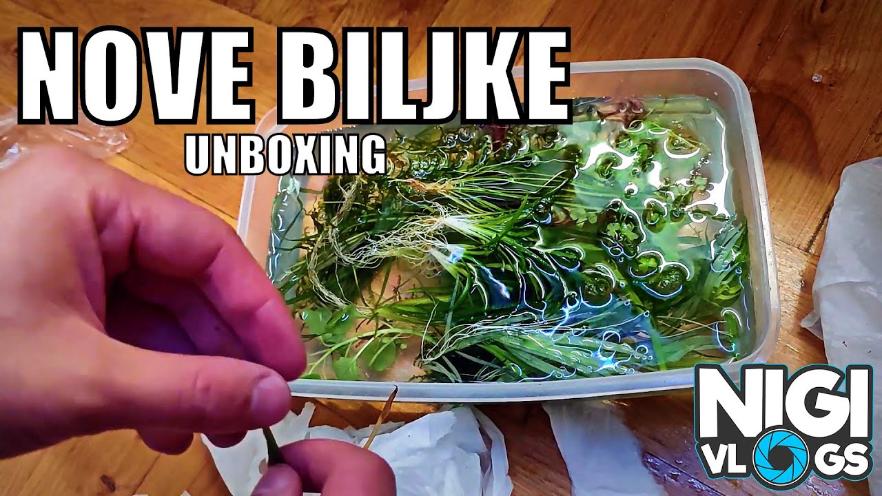 Akvarijumske Biljke Unboxing - Bilje Za Novi Akvarijum Sa Zemljom # ...