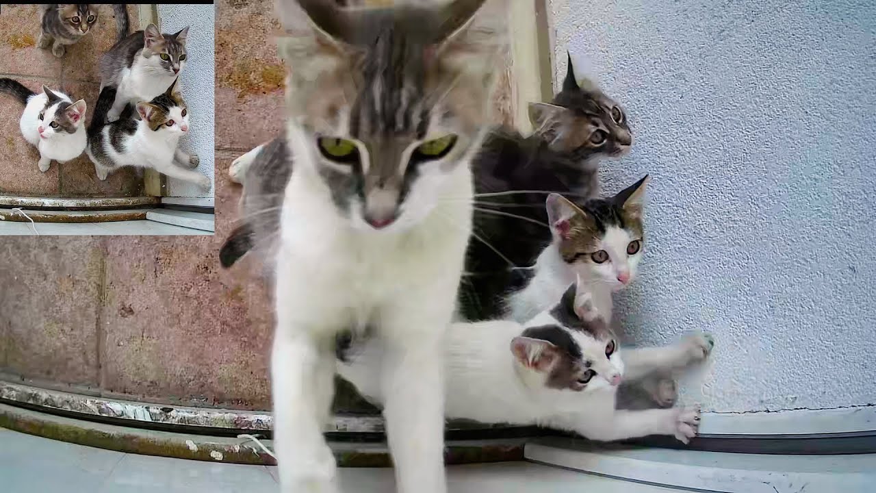 I have to be quick because the mother cat and her kittens are about to ...