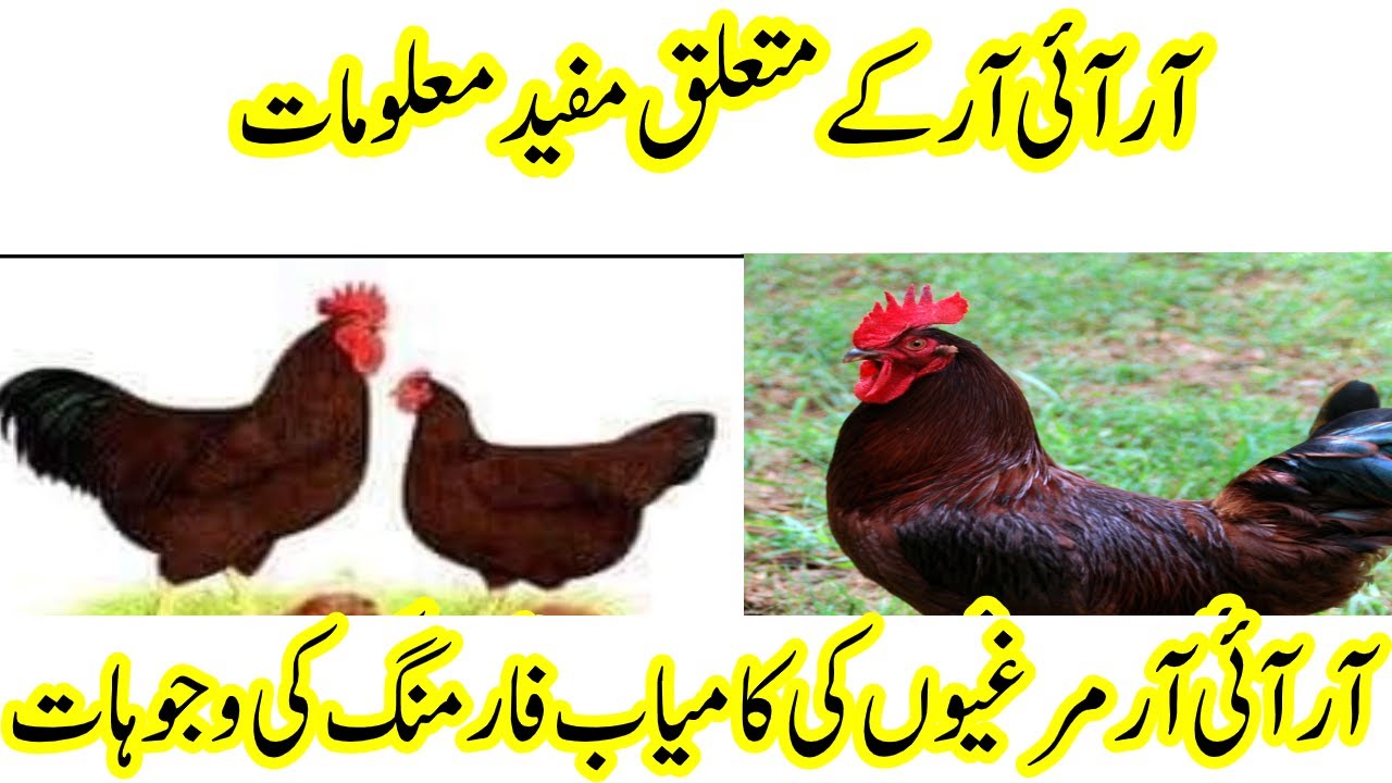 interesting facts about RIR Chicken Breed - آرآئی آر کے متعلق مفید ...