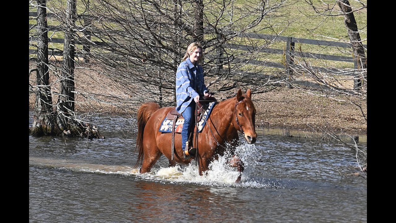 Beaux- AQHA Gelding Smooth and Gentle For any Level Rider! - YouTube