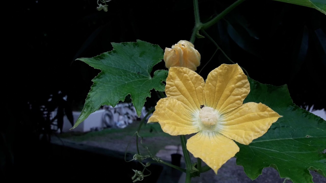 Ash Gourd flower pollination /joy in little things /Beautiful mornings ...