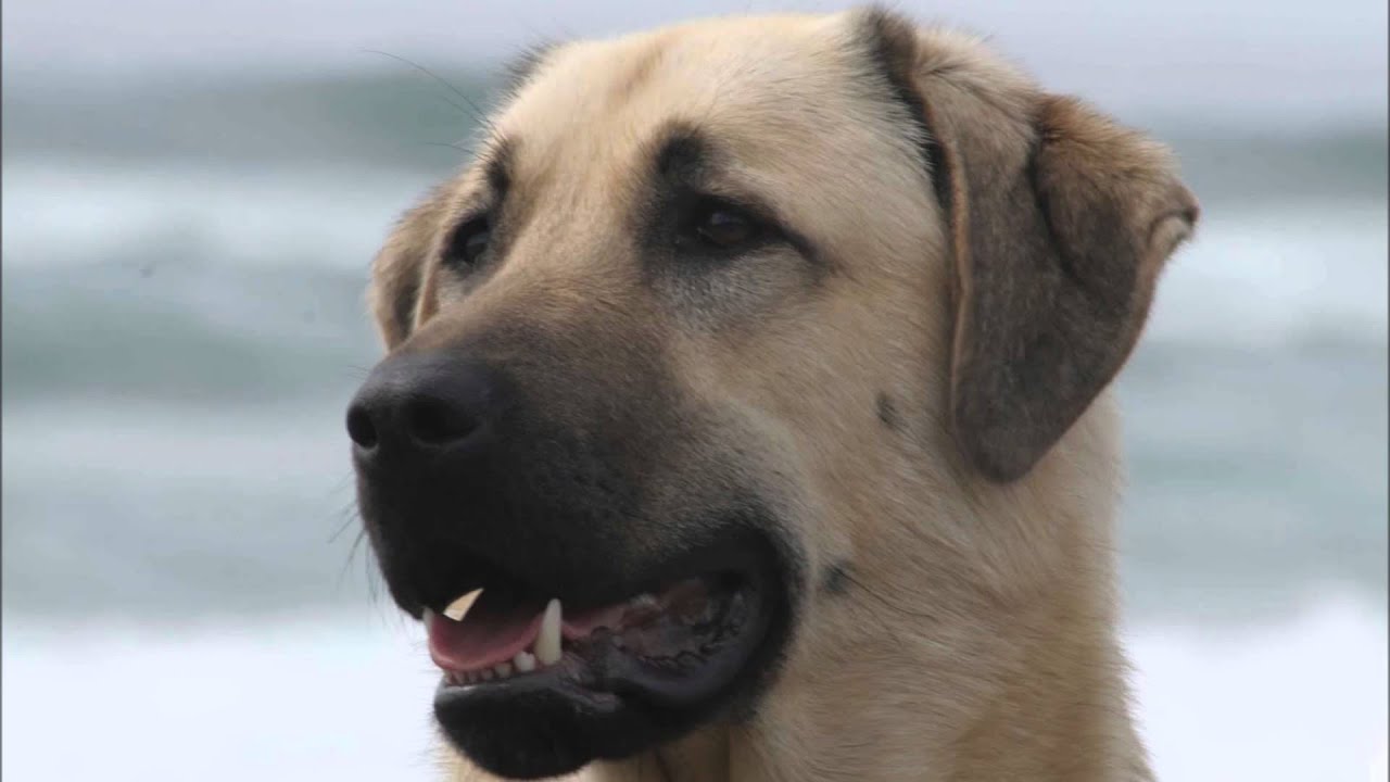Anatolian Shepherds: Michael Savage on falling in love with the dog ...