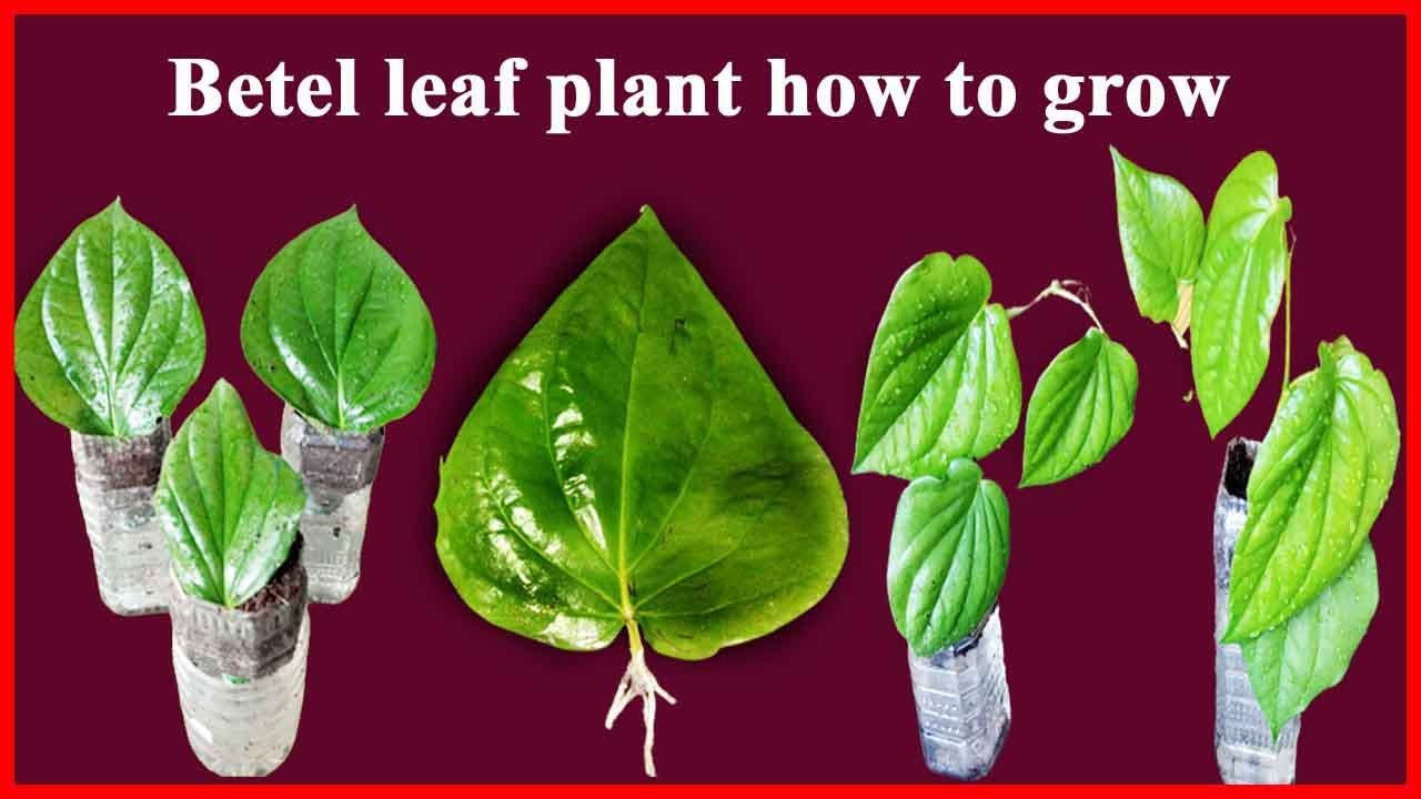 Betel leaf Plant Farming/Simple technique betel leaf plant how to grow ...