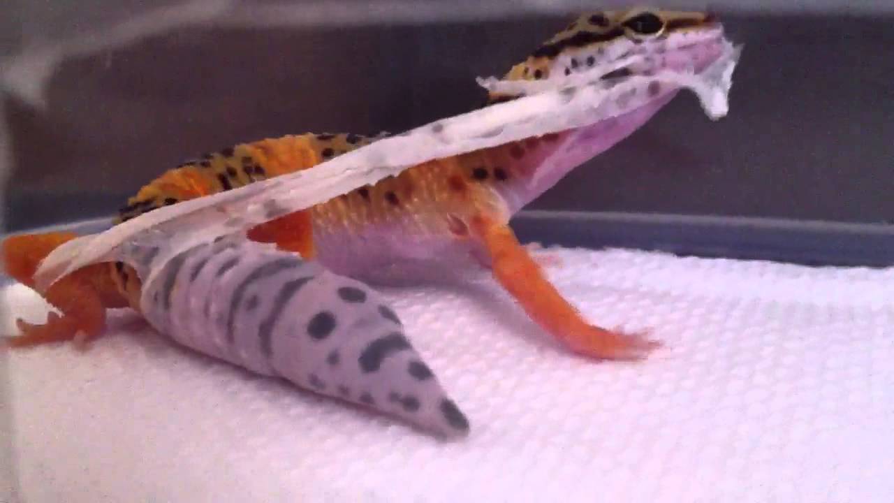 Leopard gecko shedding - YouTube