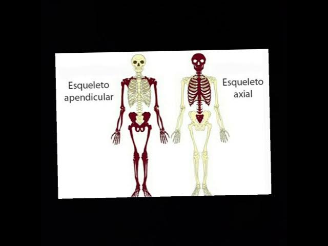 Anatomía Del Esqueleto Apendicular