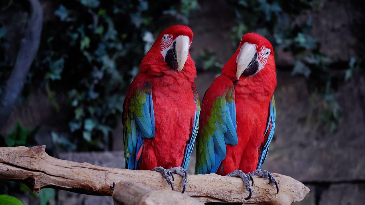 Descifran las claves neuronales del "sexto sentido" de las aves. # ...