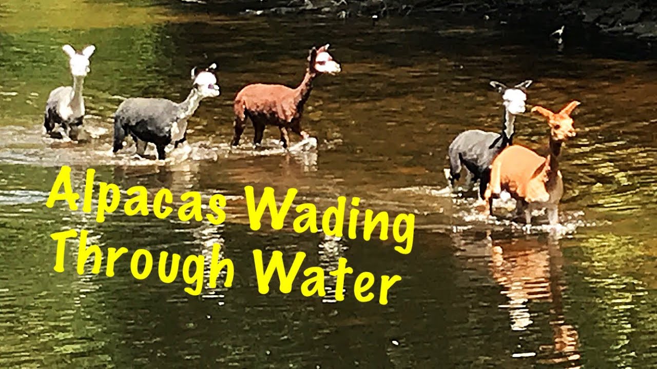 A Group of ALPACAS Wades Through Water at Salisbury Zoo In Maryland ...