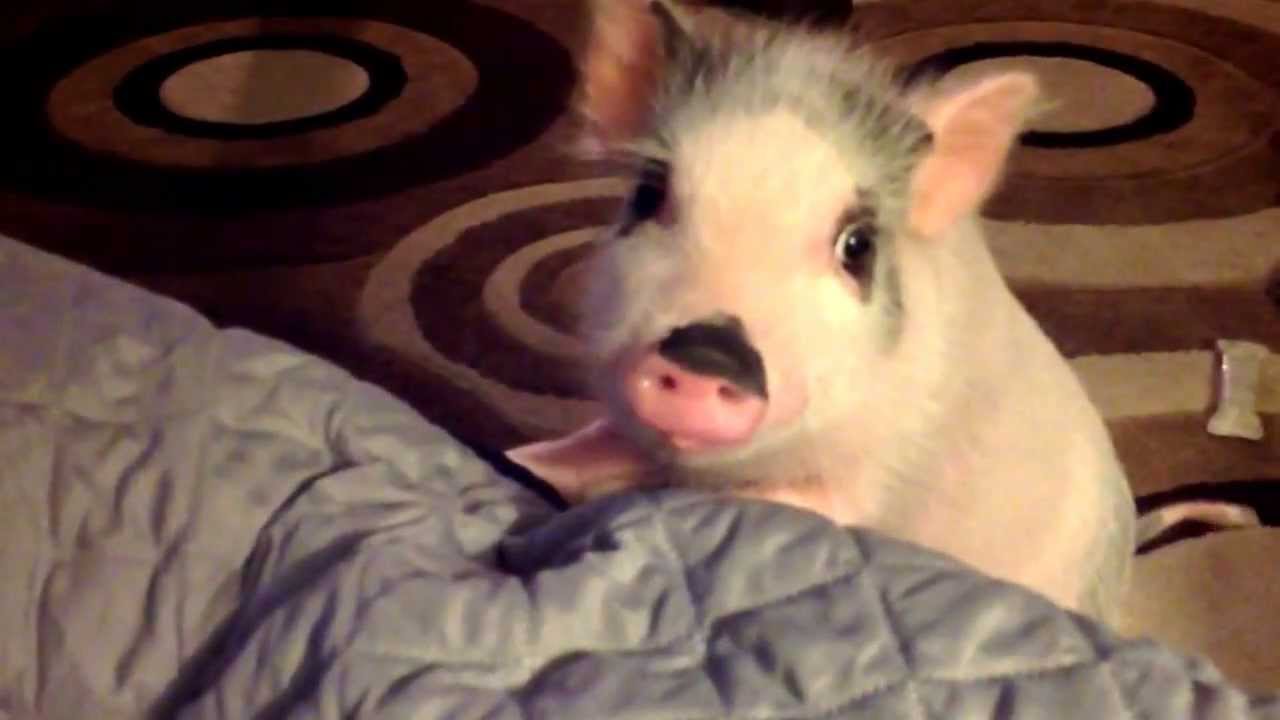 Butters the Mini Potbelly Pig bites the cats tail (4 months old) - YouTube