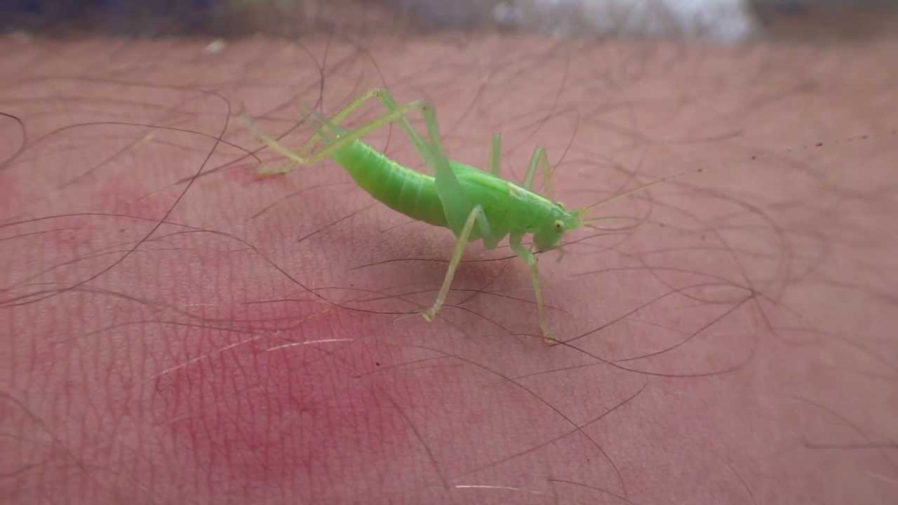 Grasshopper Jumps on Camera - YouTube