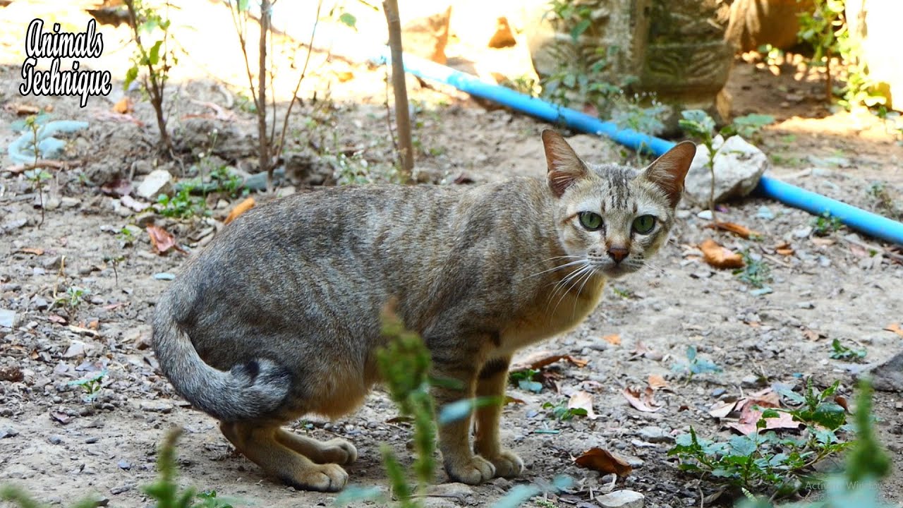 Feral tabby cat is very cute - YouTube