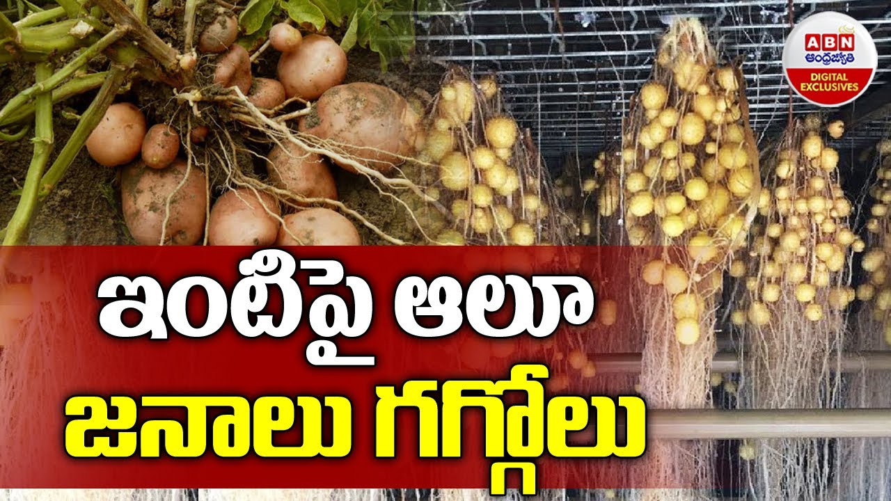 ఇంటి పై ఆలూ - జనాలు గగ్గోలు || Aeroponics Potato Farming || ABN Digital ...
