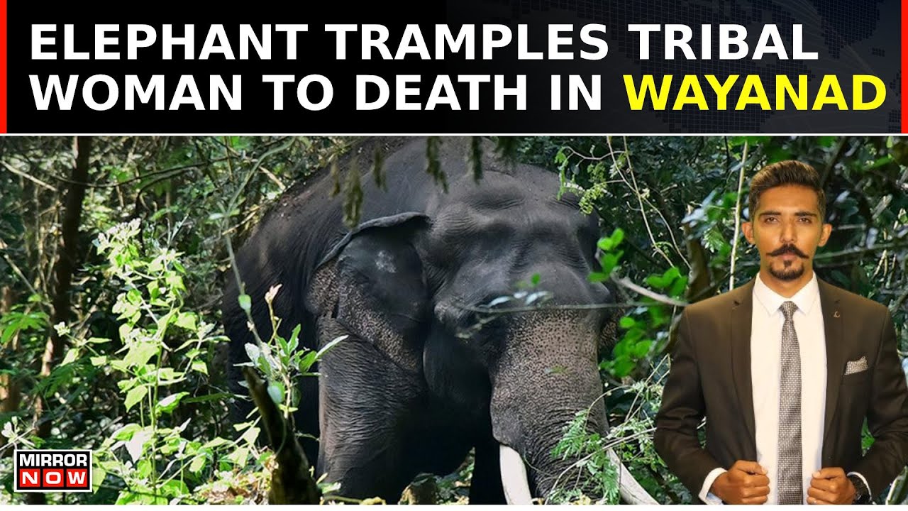 South Speaks | Man Vs Wild In Wayanad | Elephant Tramples Woman To ...