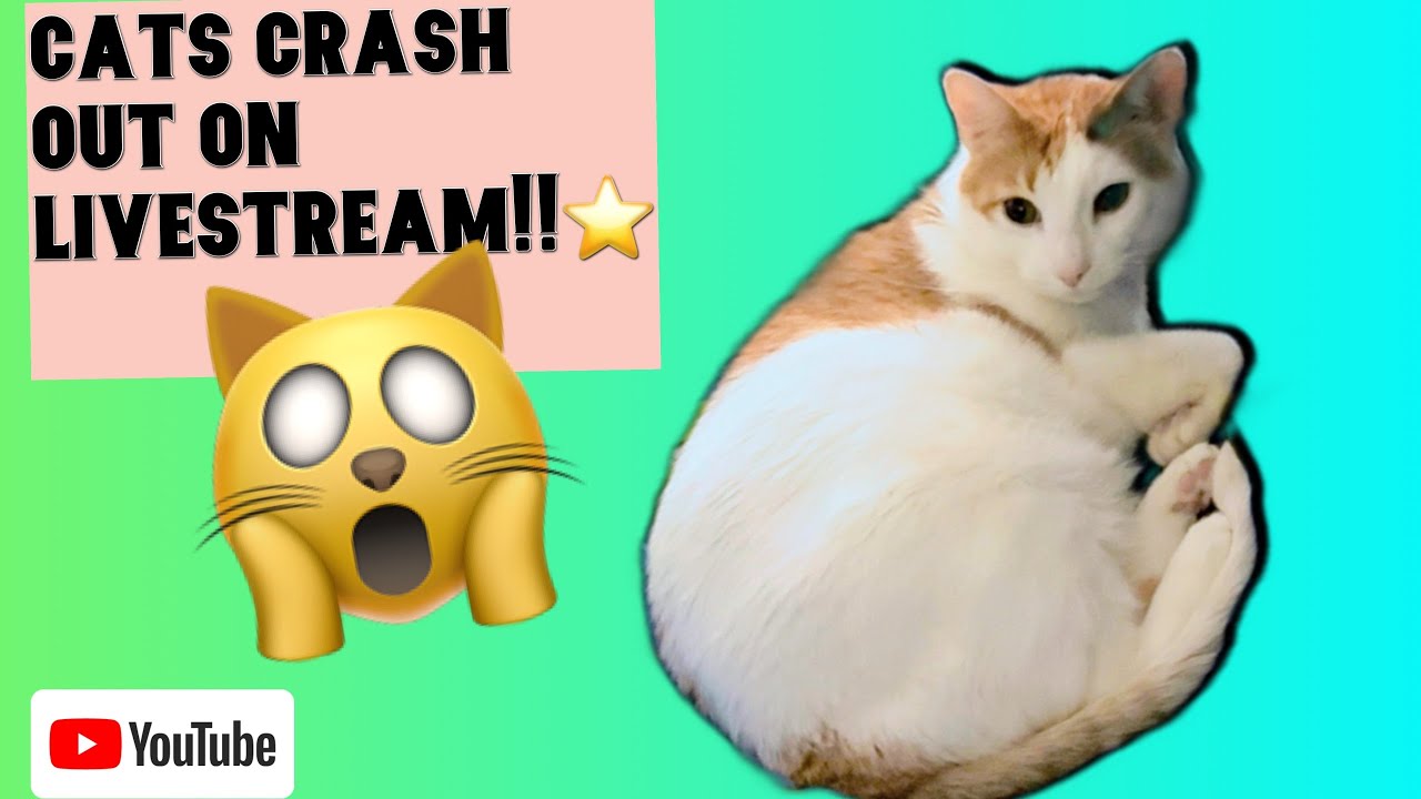 The cutest cat live stream in the history of YouTube live streams ...