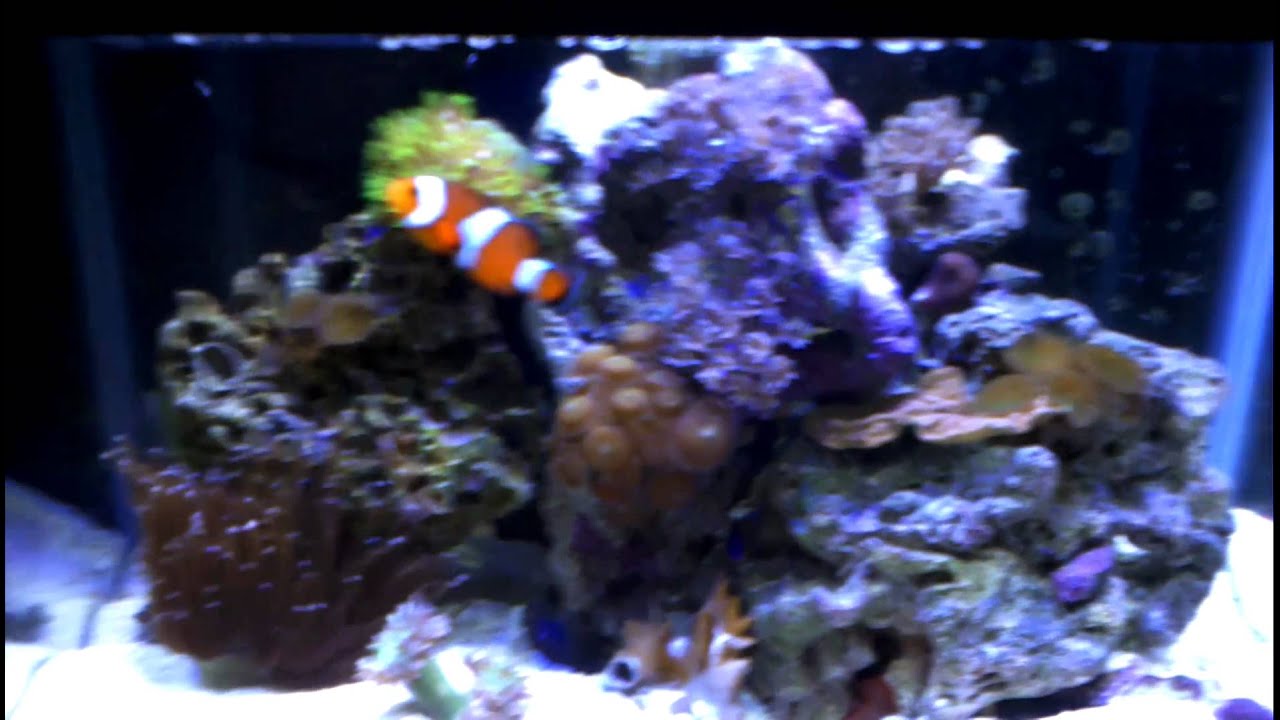 2.5 gallon pico reef tank (LED lighting) - YouTube