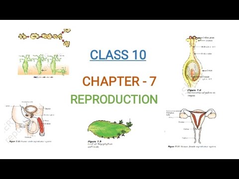 CLASS 10, REPRODUCTION, ASEXUAL & SEXUAL, VEGETATIVE PROPAGATION ...
