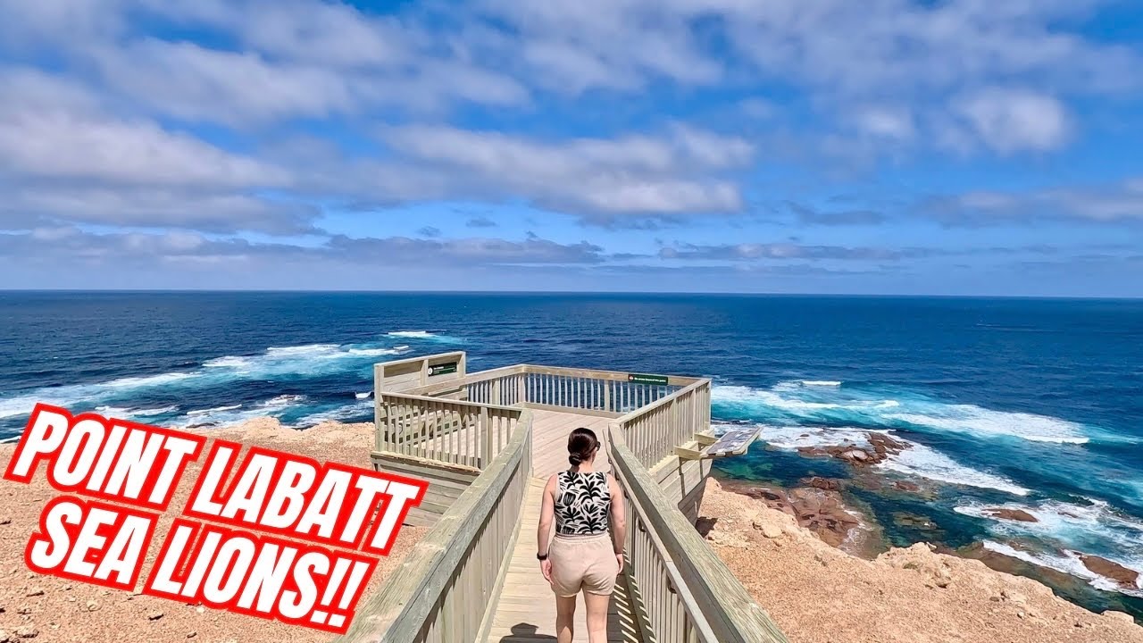 Point Labatt Sea Lion Colony! Exploring Streaky Bay Part 2! - YouTube