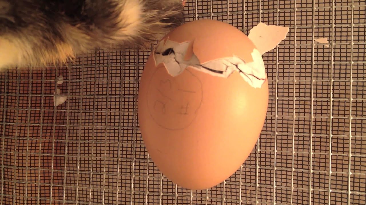 Baby chicken hatching from egg - YouTube