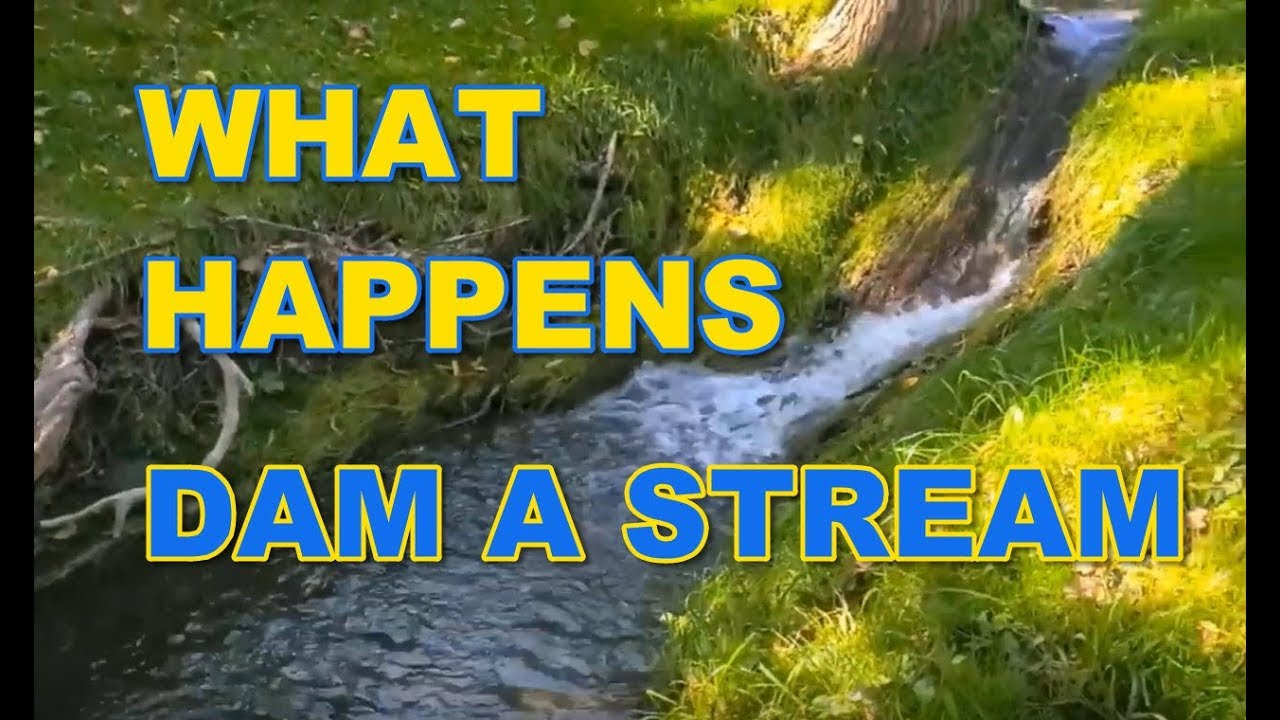 What Happens When You Dam a Stream - YouTube