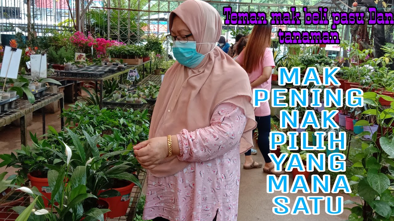 cara pilih pasu yang bagus dan tanaman yang cantik - YouTube